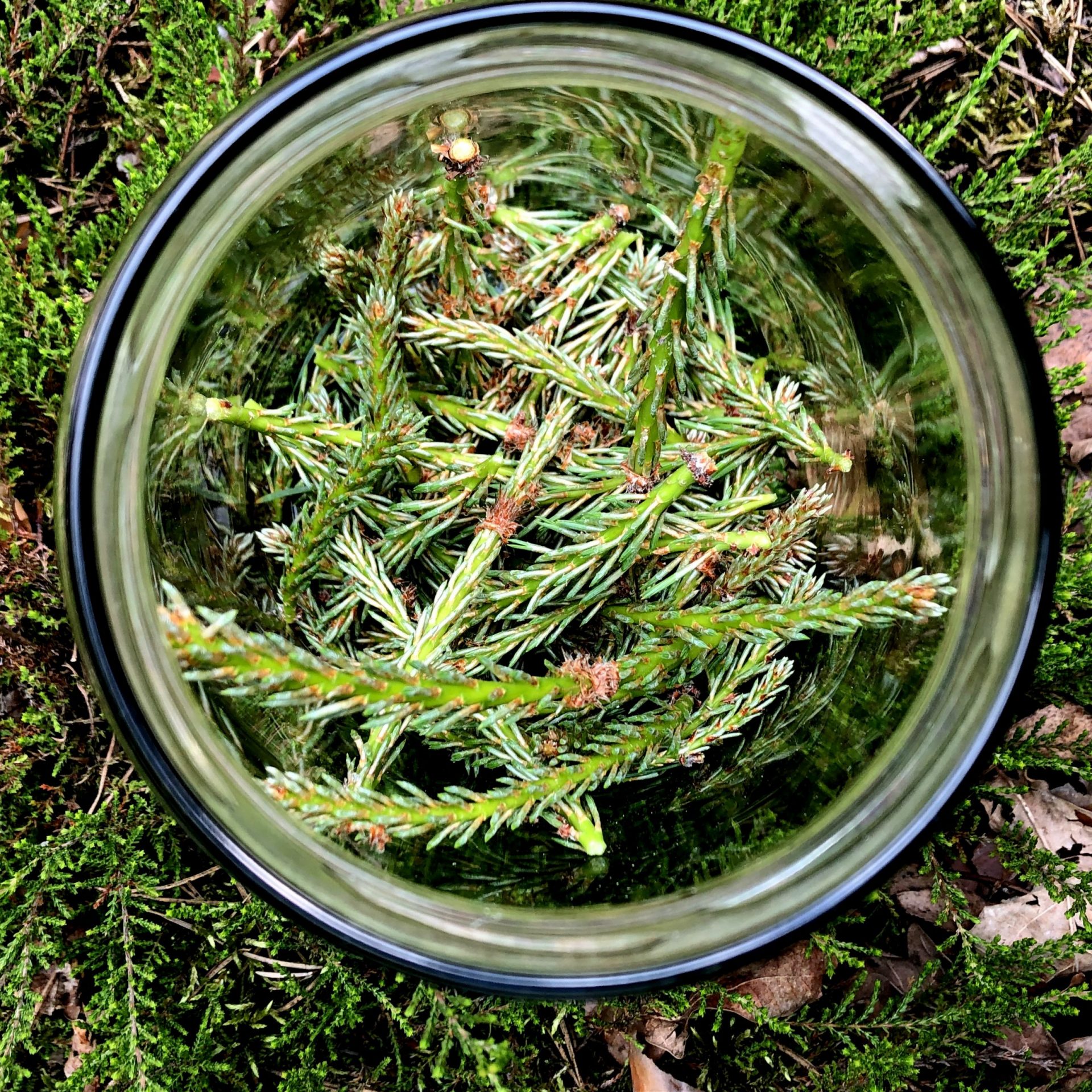 Young Pine Shoots Syrup - CookINPolish – Polish Food Recipes