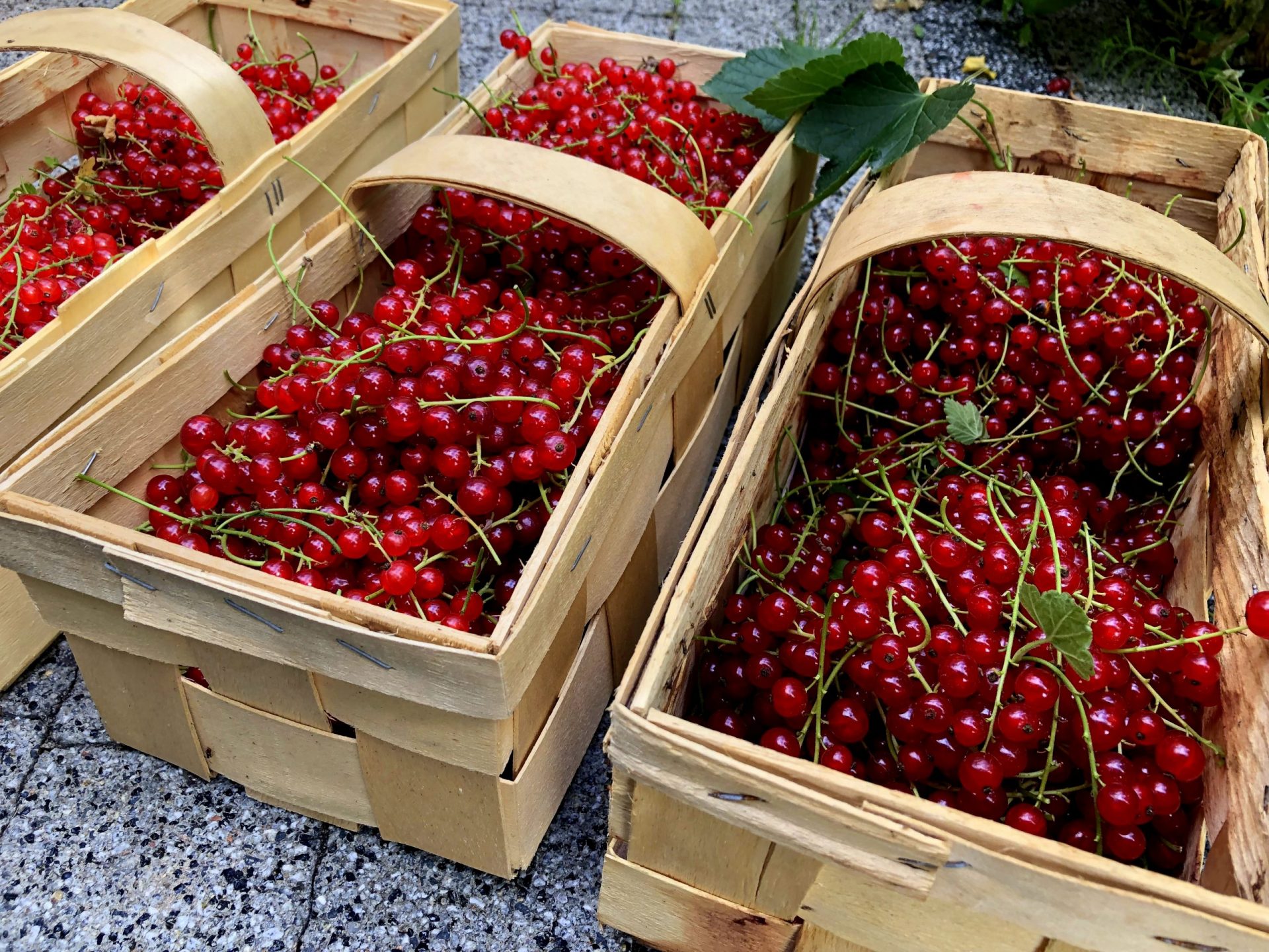 Polish Redcurrant Kompot - CookINPolish – Polish Food Recipes